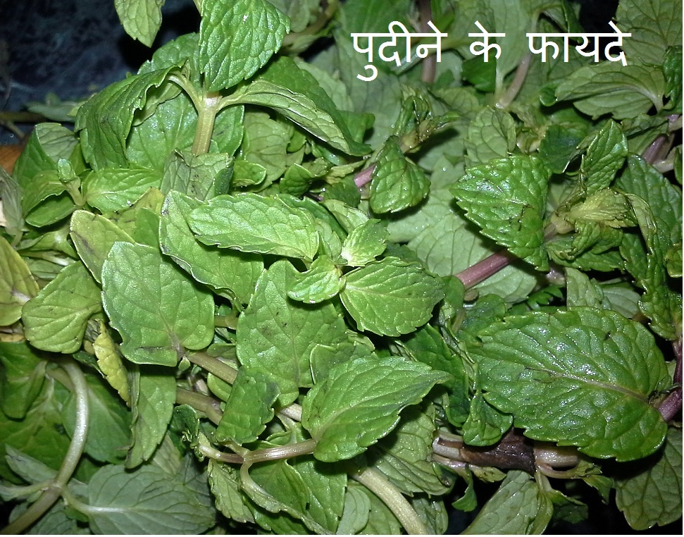 Pudina ke fayde | पुदीना के 12 फायदे जानें इन हिंदी